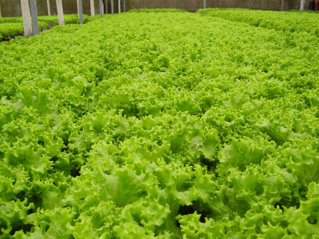 SQM Introduces its Latest Innovation for the Agricultural Industry: A ...